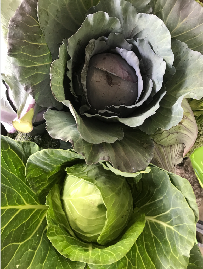 Transplanting Guide - Fall Vegetable Transplants - Cottage Farmstead