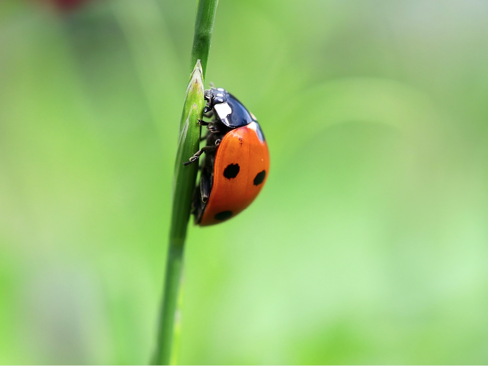 Top 5 predatory insects and where to buy them - Cottage Farmstead