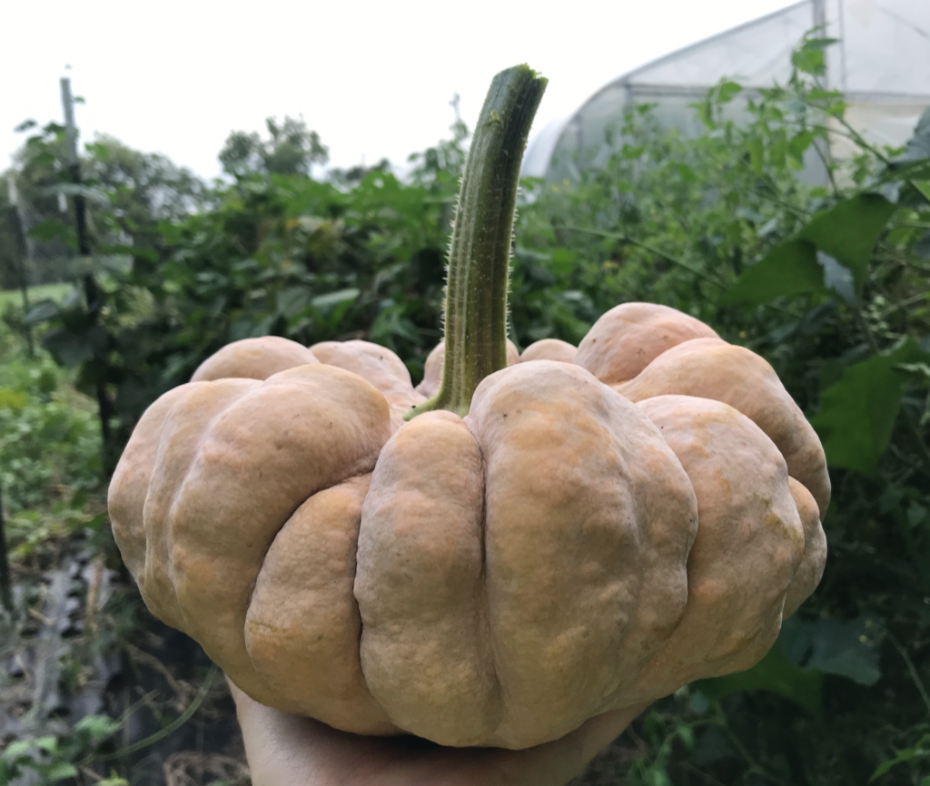 How to harvest winter squash for maximum storage life - Cottage Farmstead